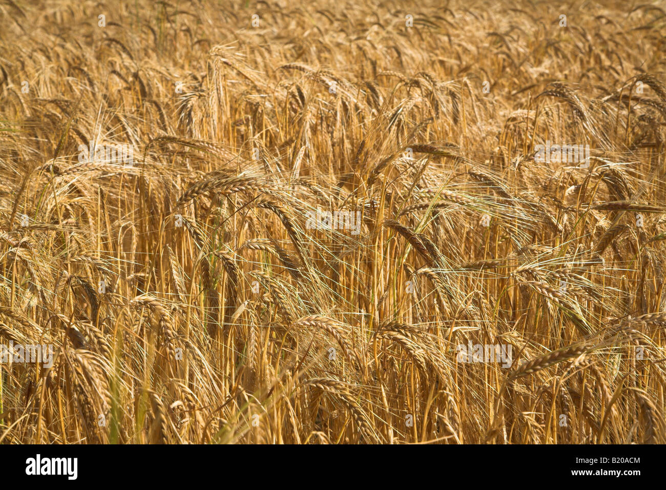 Farming arable barley field hi-res stock photography and images - Alamy
