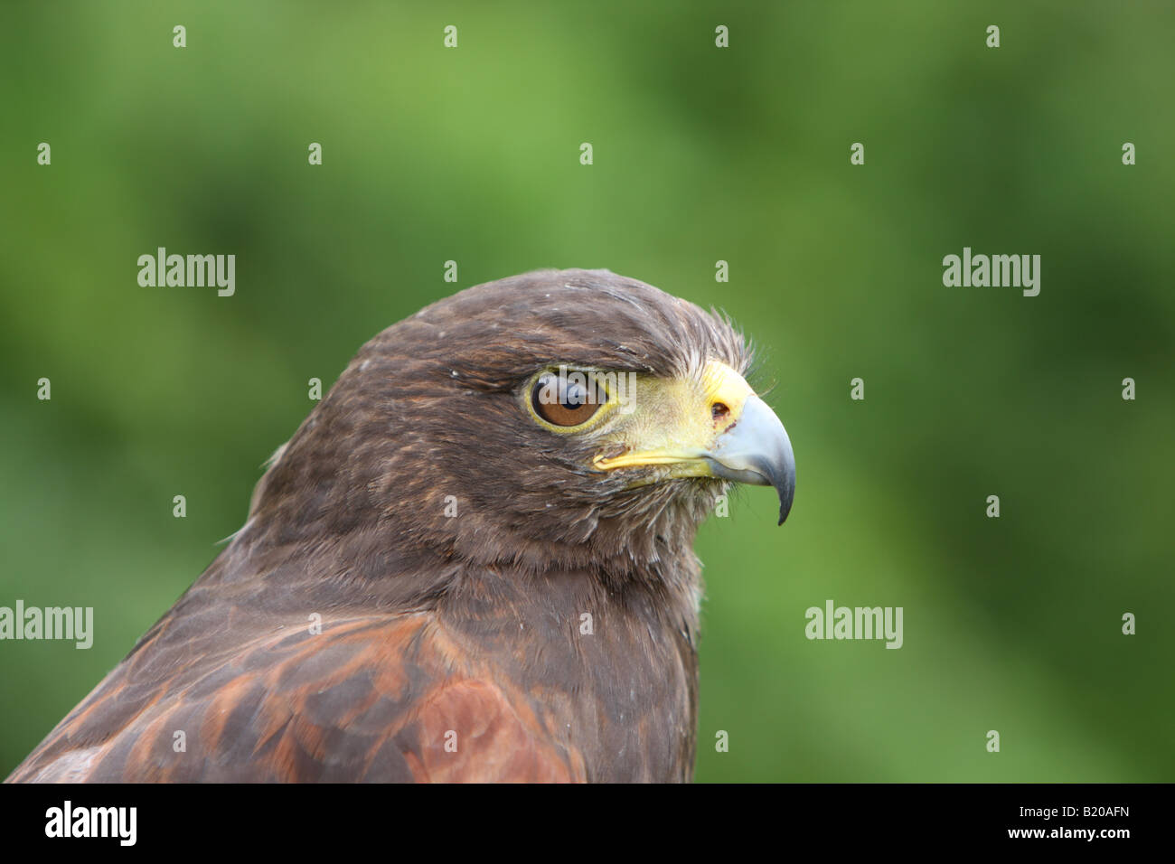 Hawk face hi-res stock photography and images - Alamy