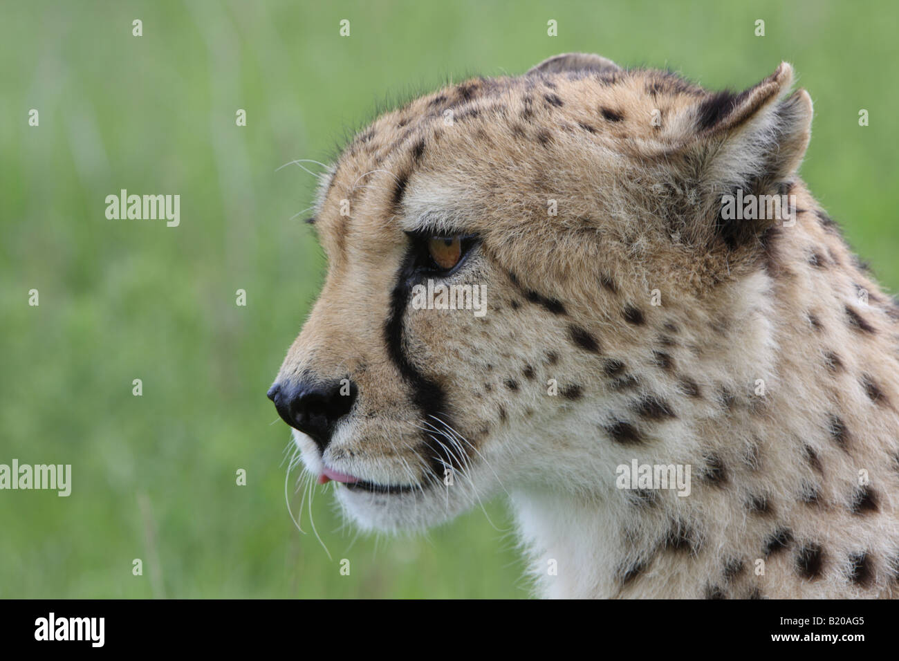 Cheetah ears hi-res stock photography and images - Alamy