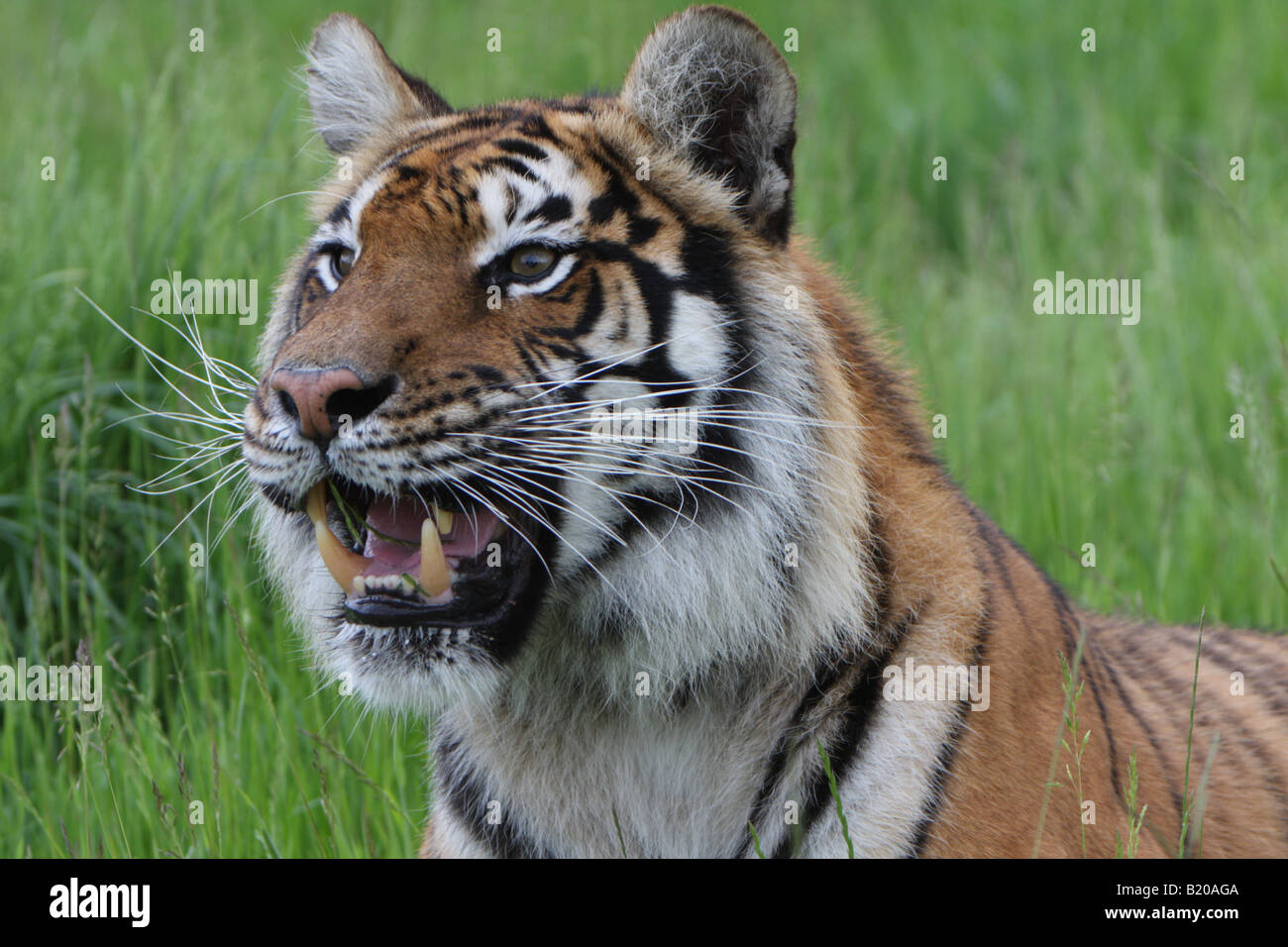 Aggressive tiger hi-res stock photography and images - Alamy