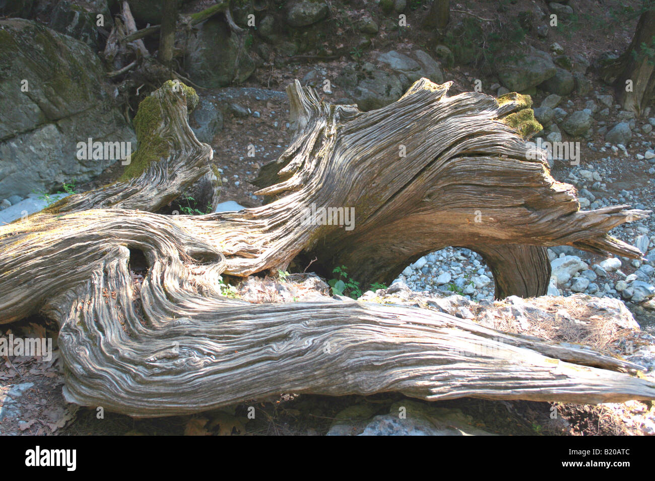Tree bark shape Stock Photo - Alamy