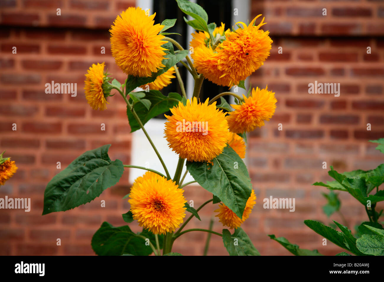 Yellow flowers from ooty,tamil nadu,India Stock Photo - Alamy