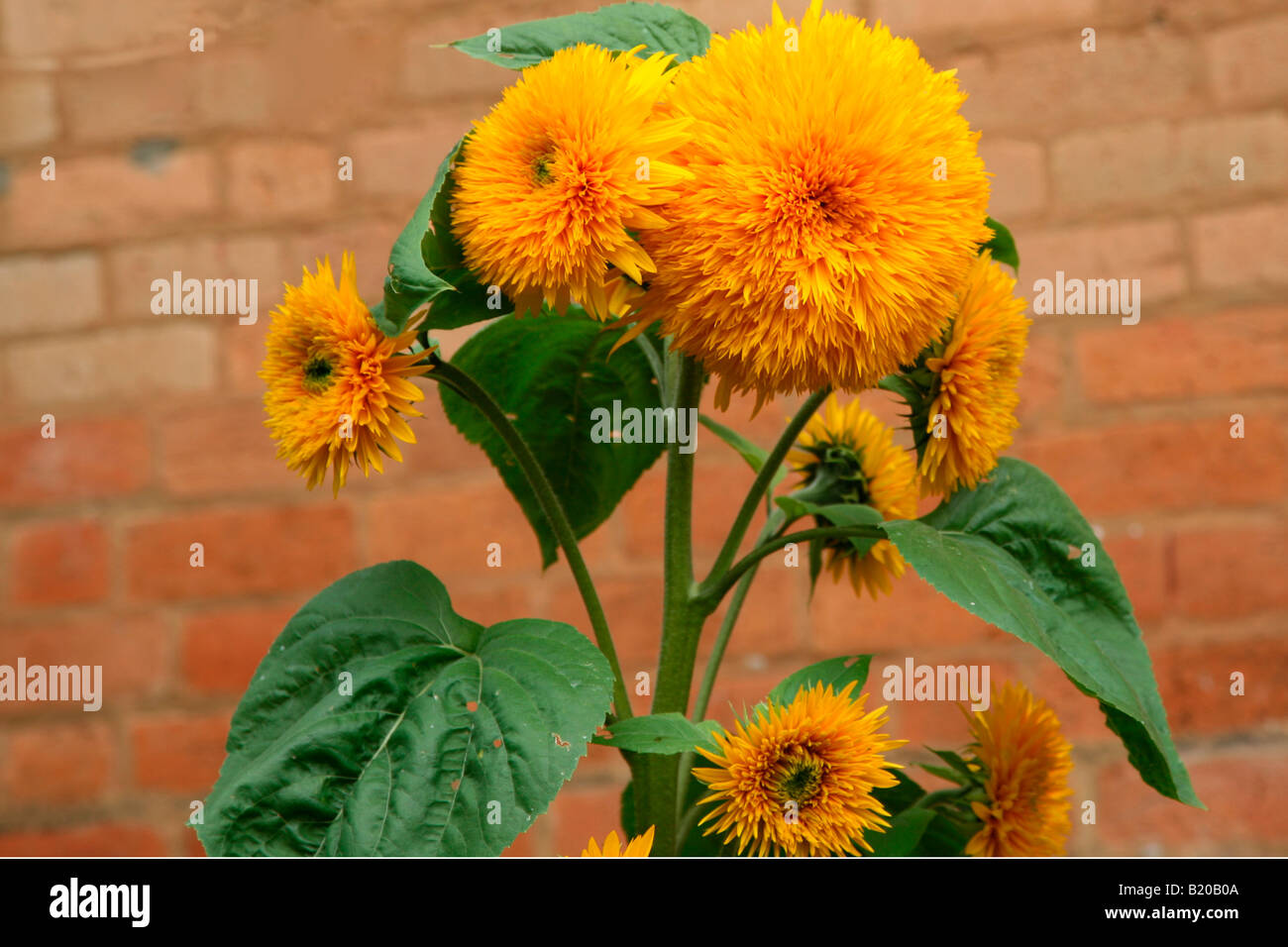 Yellow flowers from ooty,Tamil nadu,India Stock Photo - Alamy