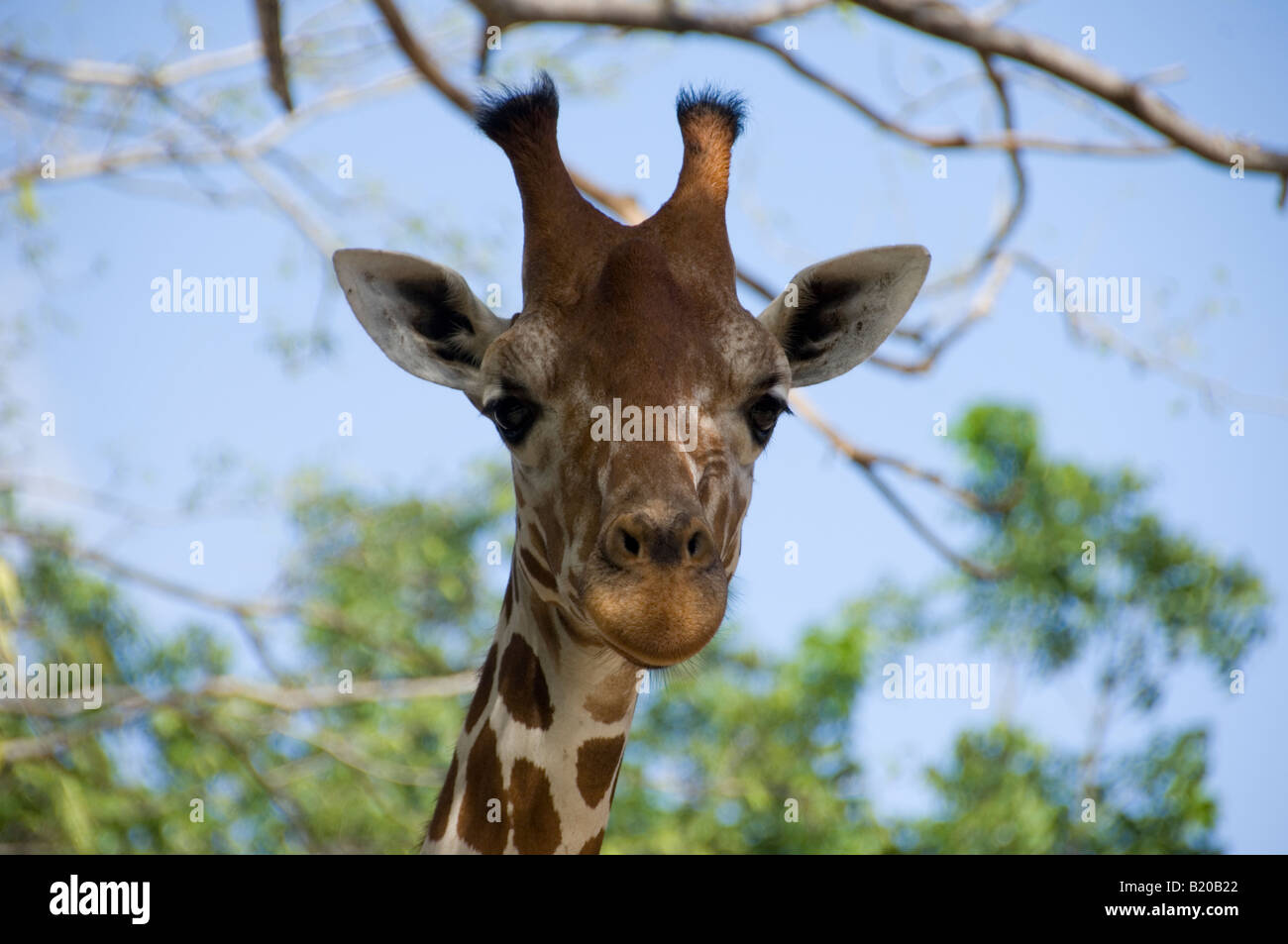 Giraffe face hi-res stock photography and images - Alamy