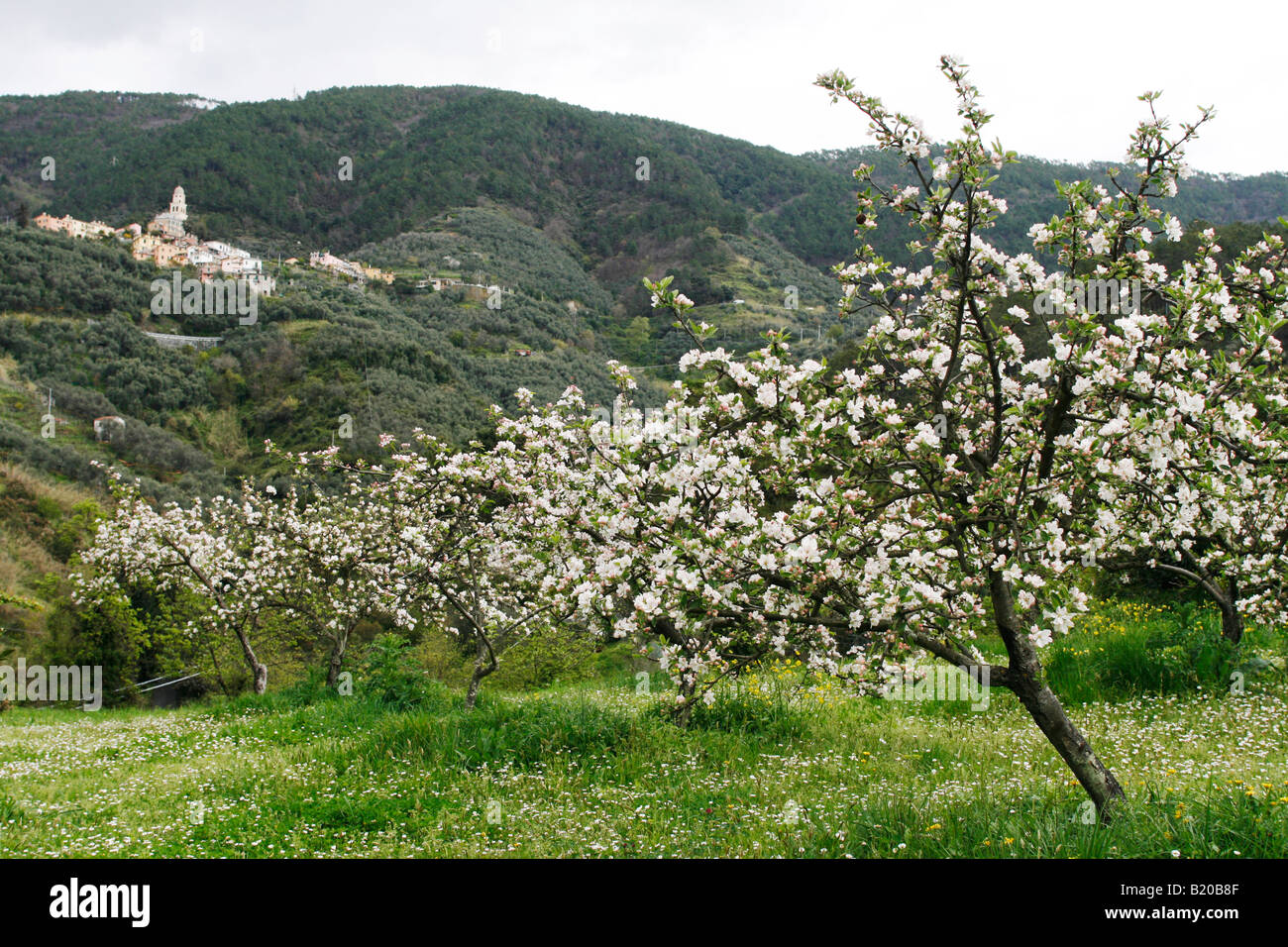 Tree village hi-res stock photography and images - Alamy