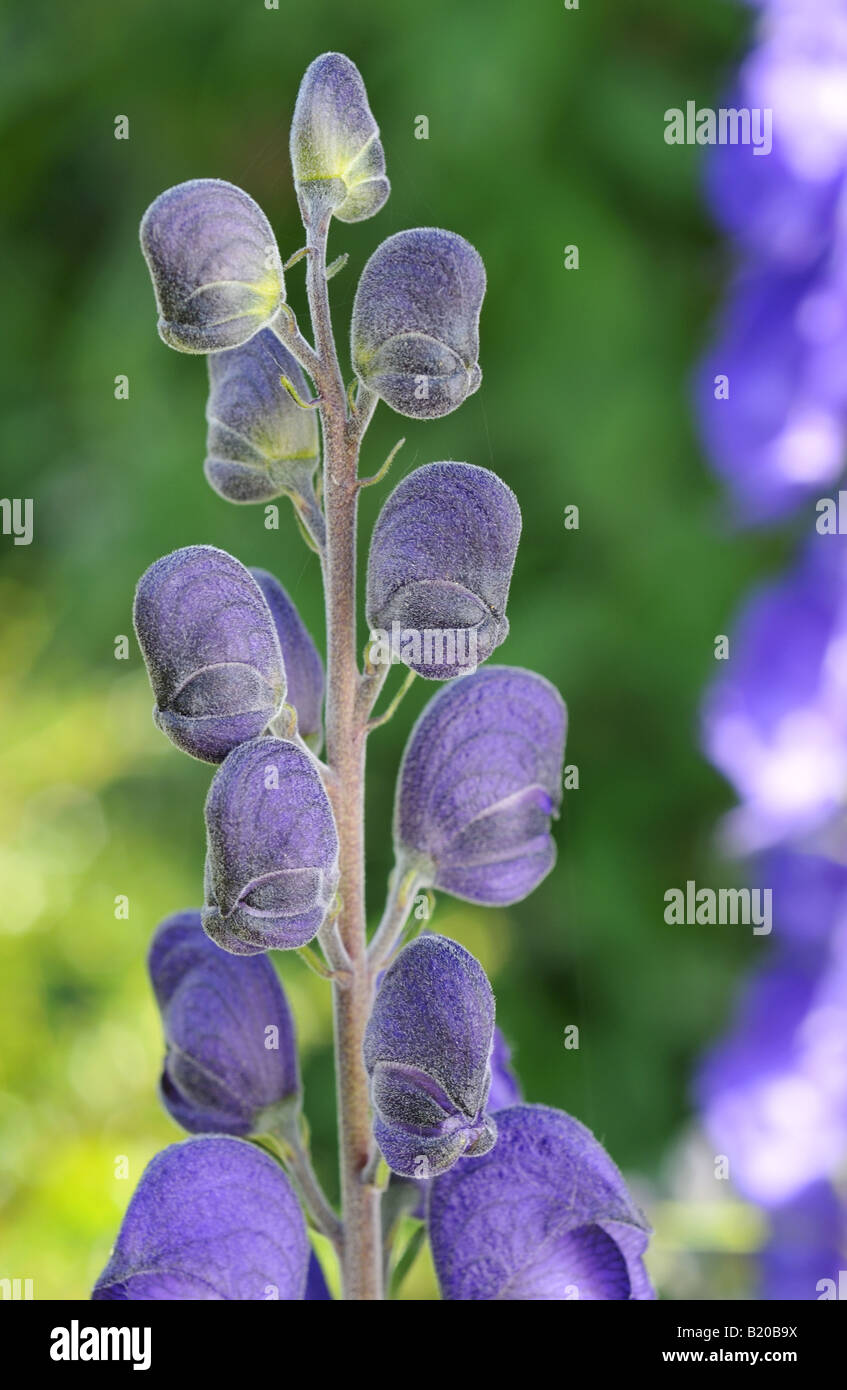Delphinium flower buds Stock Photo - Alamy