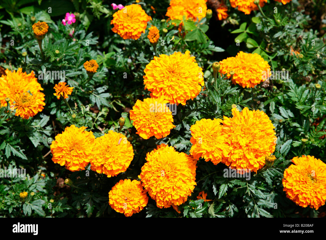 Musky flowers hi-res stock photography and images - Alamy