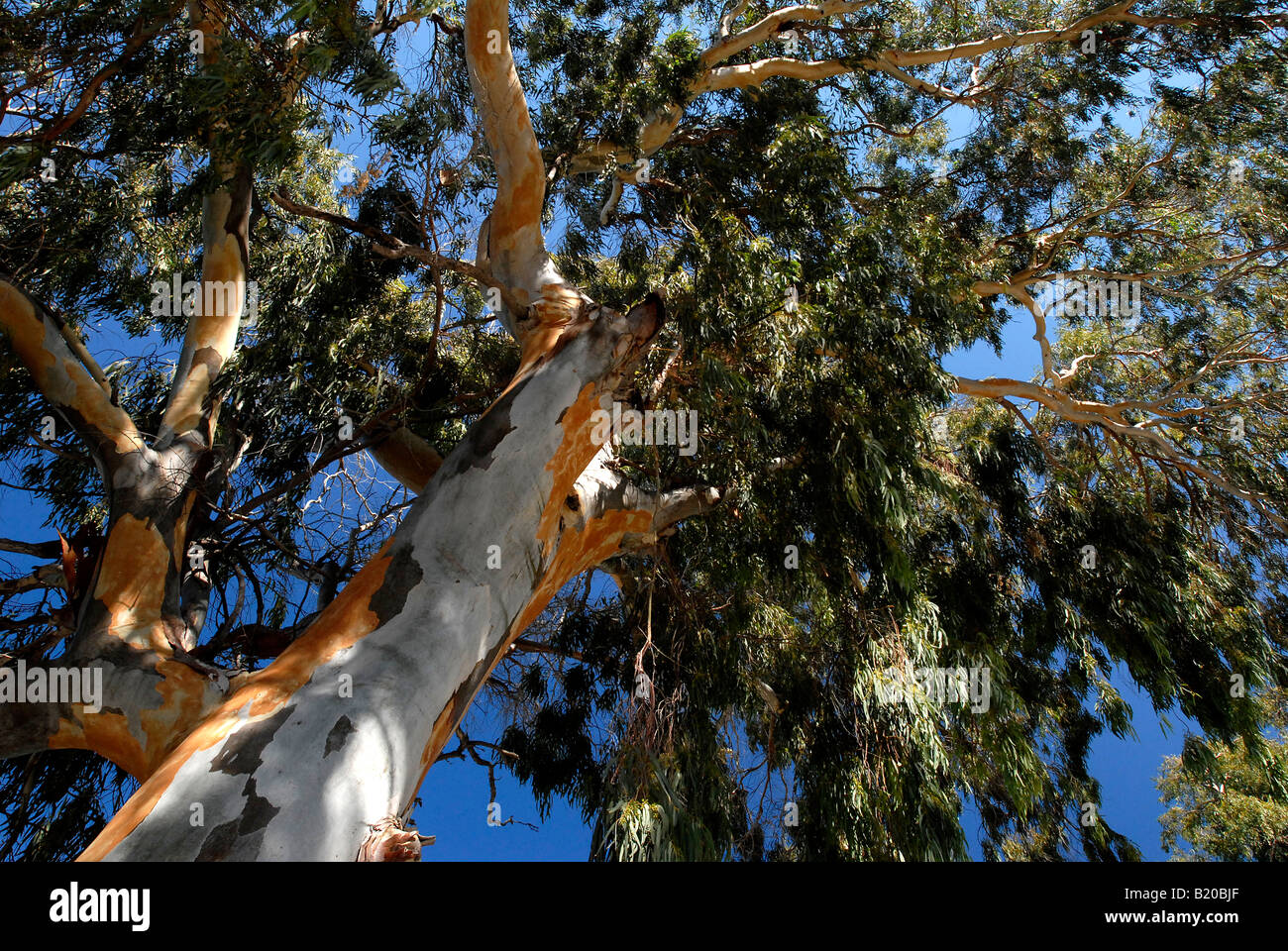Beautiful colors of a tree. Samos island, Greece Stock Photo - Alamy