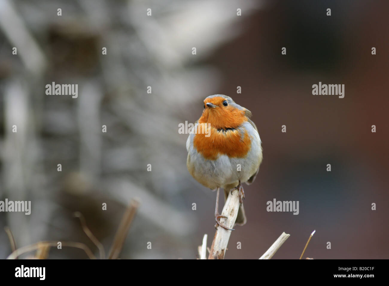 Uk Robin in Winter Stock Photo - Alamy
