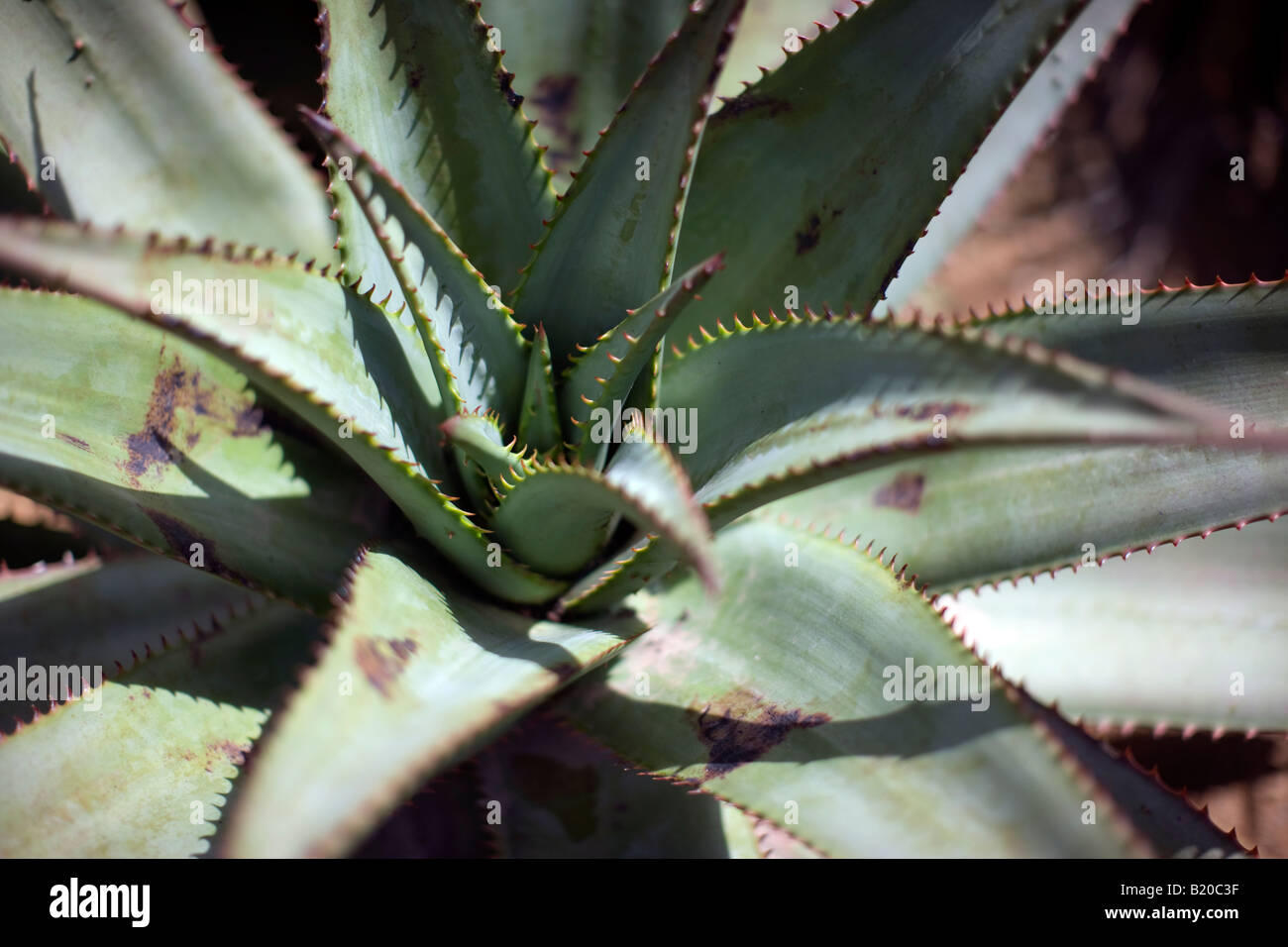 Mediterranean cactus hi-res stock photography and images - Alamy
