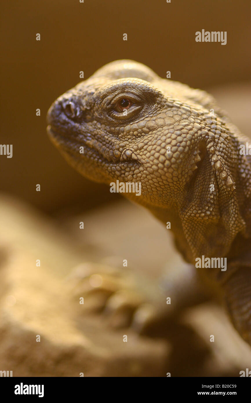 Sudanese spiny tailed lizard Uromastyx dispar Stock Photo - Alamy