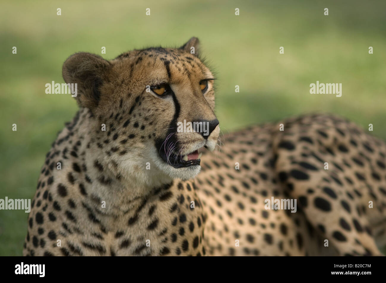 cheetah laying on the ground Stock Photo - Alamy