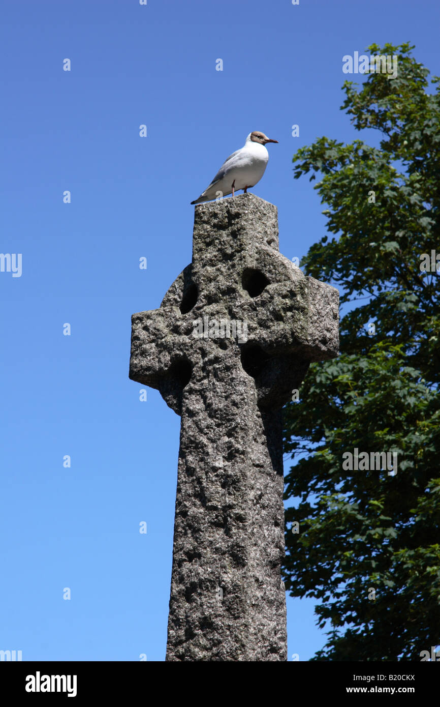 A seagull standing on a celtic cross Stock Photo - Alamy