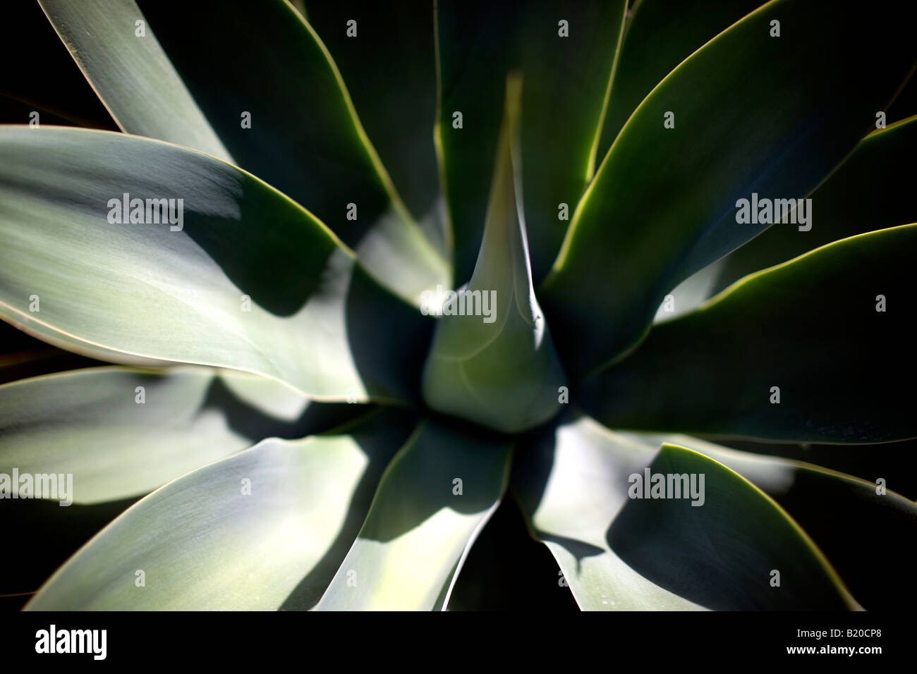 Mediterranean cactus hi-res stock photography and images - Alamy