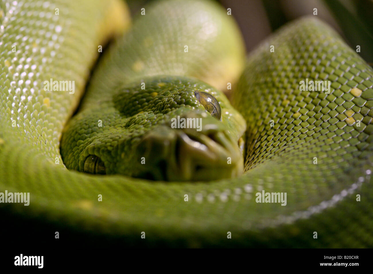Green tree python Morelia viridis Stock Photo - Alamy
