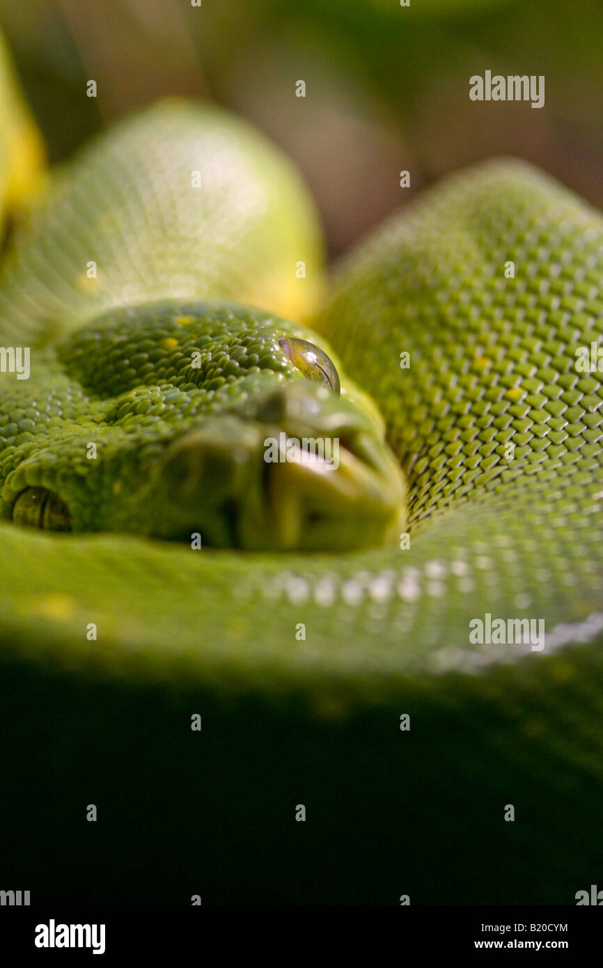 Green tree python Morelia viridis Stock Photo - Alamy