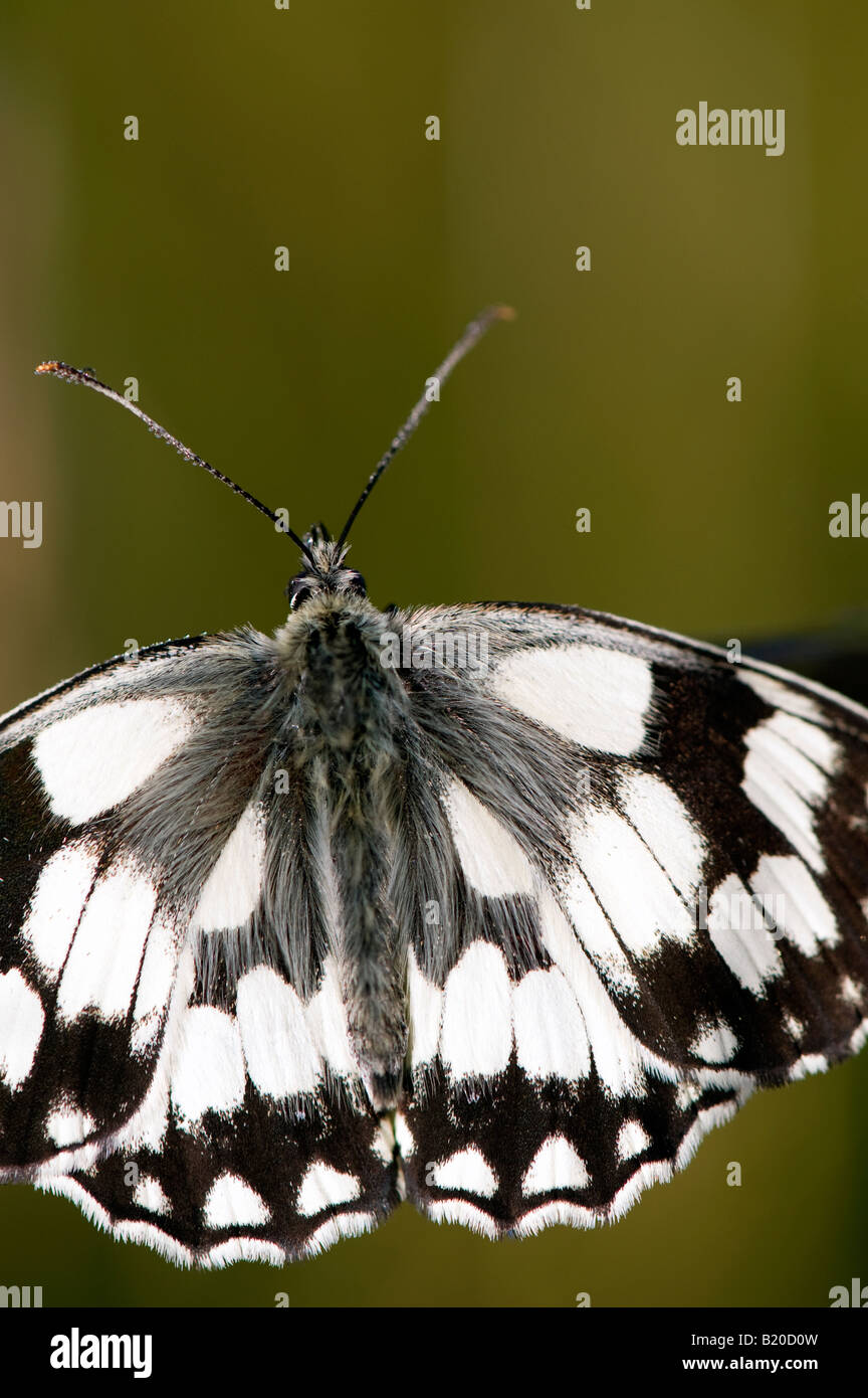 Marble white butterfly uk hi-res stock photography and images - Alamy