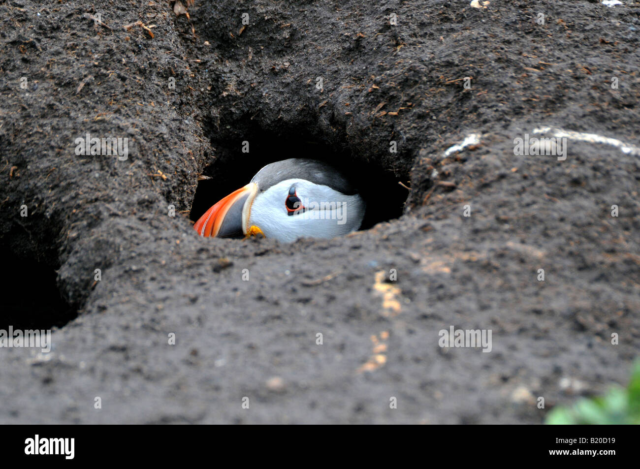 Puffin appearing above ground from nesting burrow Stock Photo - Alamy