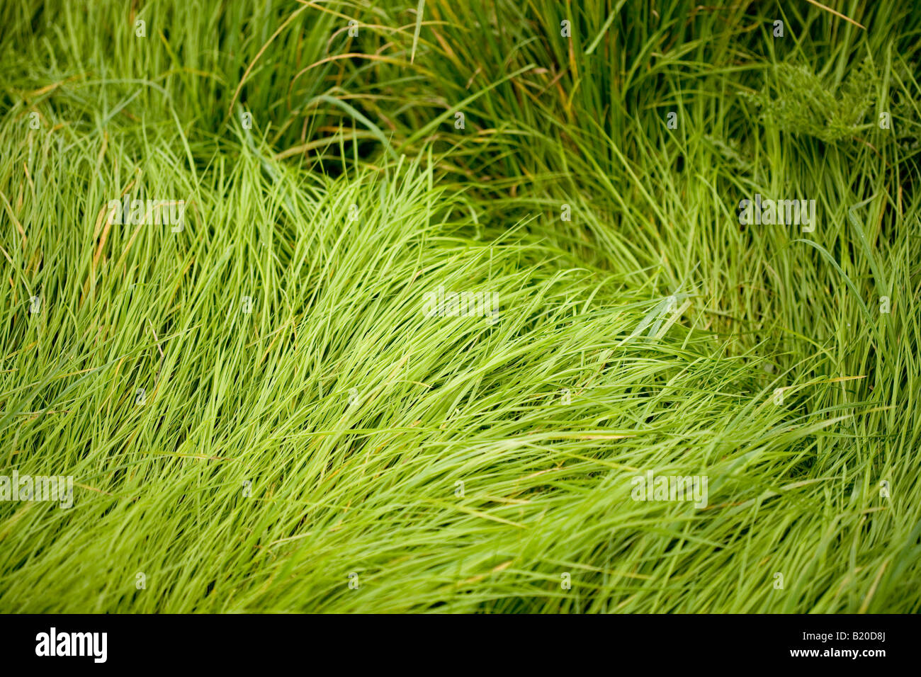 lush, long green grass in an unmown field in Buckinghamshire Stock ...