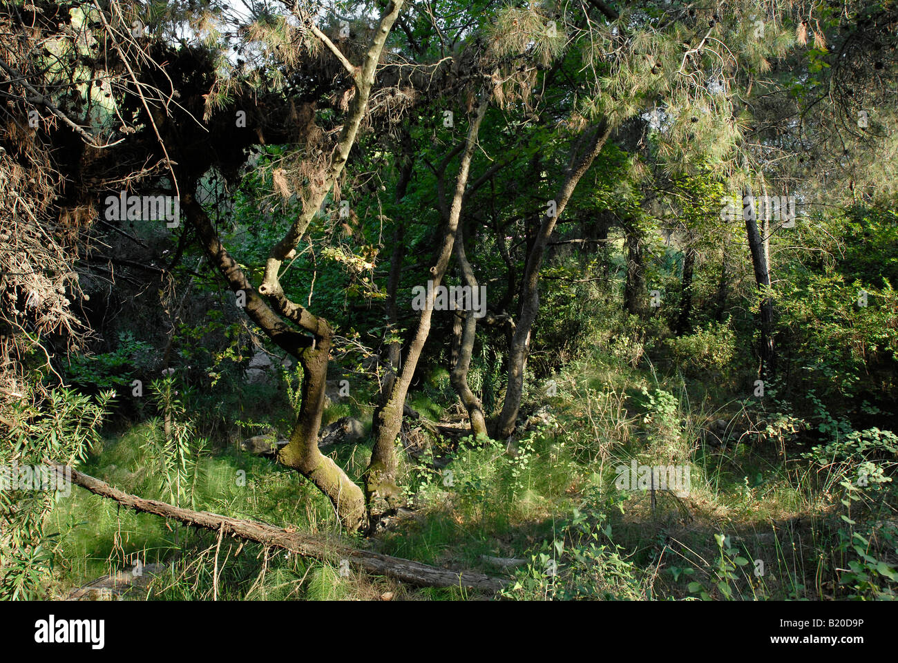 Almost like a tropical jungle: incredibly green looking forest in a ...