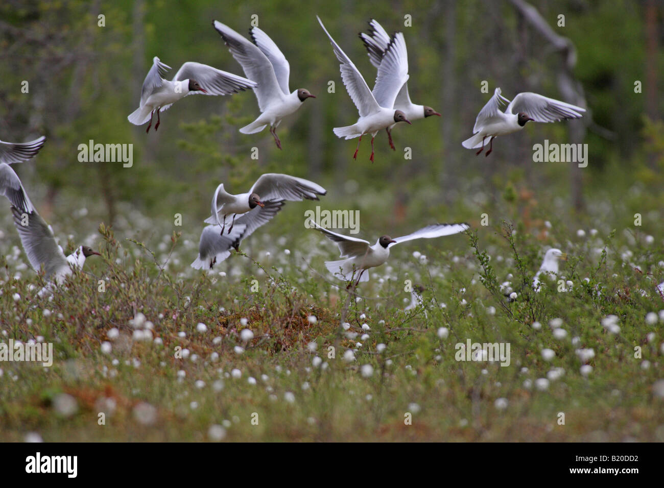 Flock gulls taking off in hi-res stock photography and images - Alamy