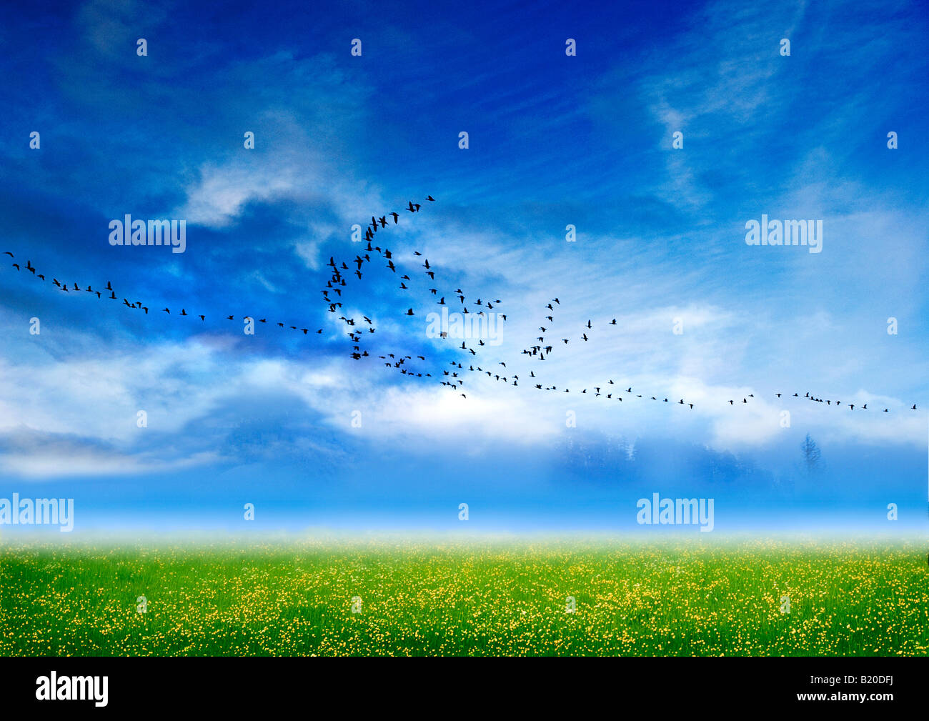 Blue sky and green field landscape with flock of birds flying through ...