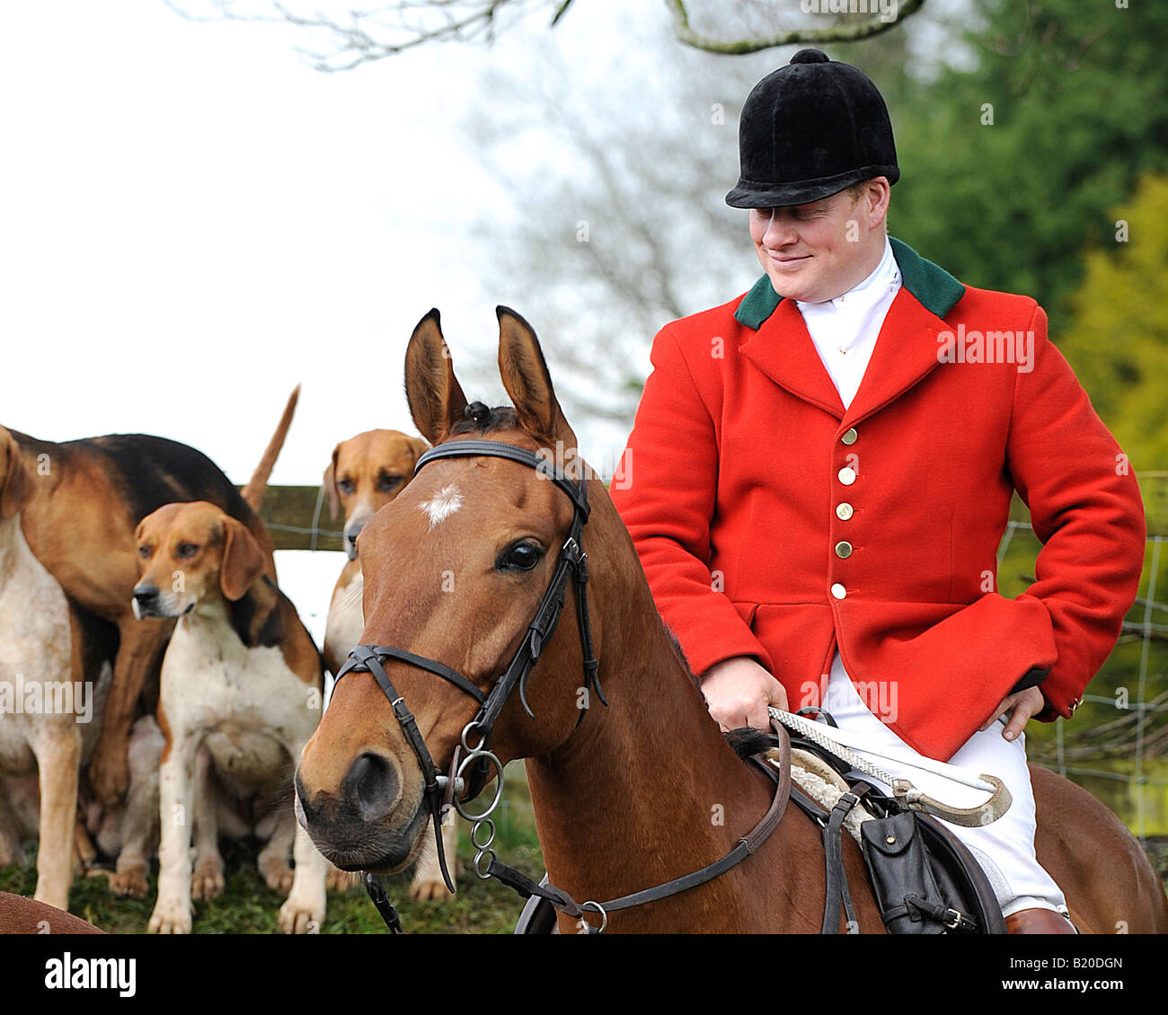 huntsman and foxhounds at the meet Stock Photo - Alamy
