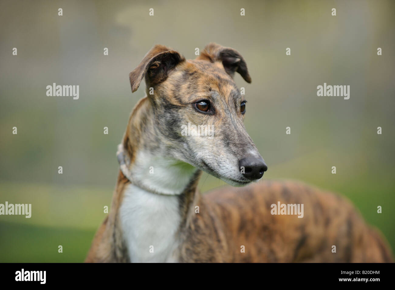 retired racing greyhound Stock Photo - Alamy