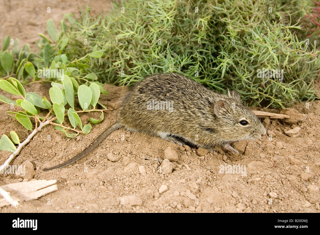 Hispid Cotton Rat Sigmodon hispidus Brownsville Texas United States 4 ...