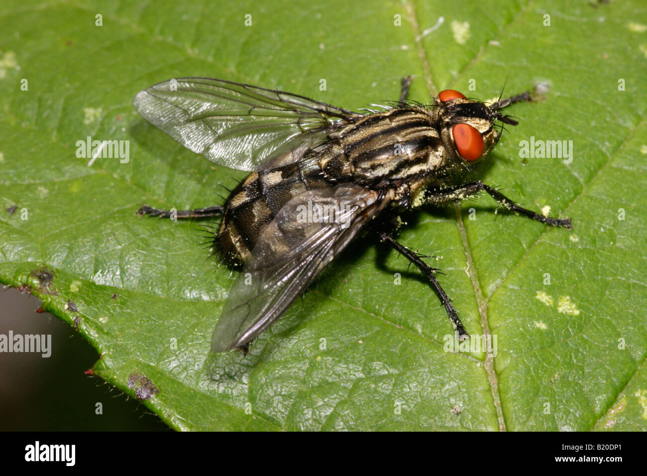 Flesh fly Sarcophaga carnaria Calliphoridae UK Stock Photo - Alamy