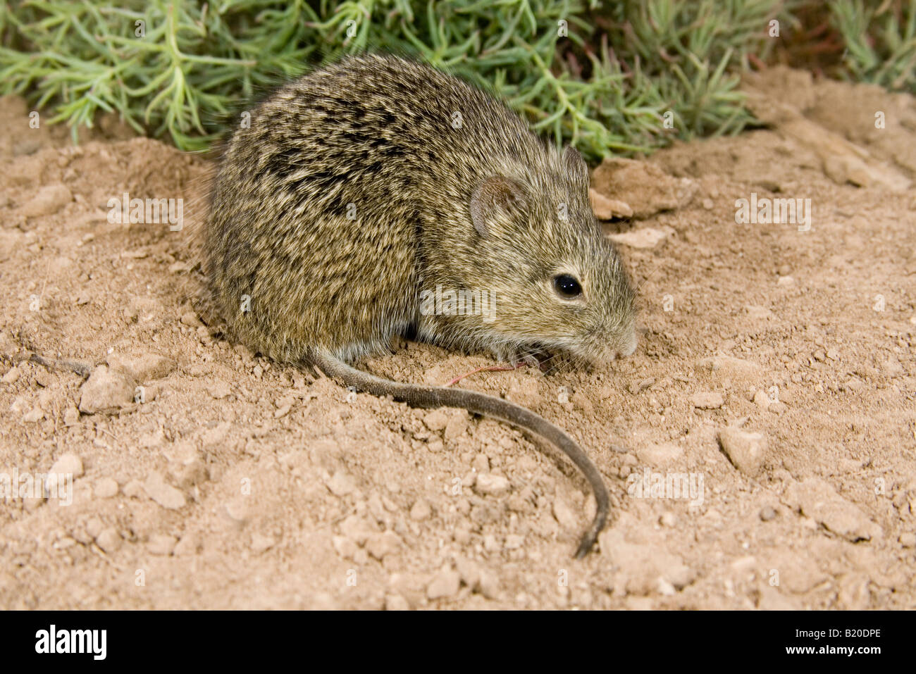 Mammal rat cotton hi-res stock photography and images - Alamy