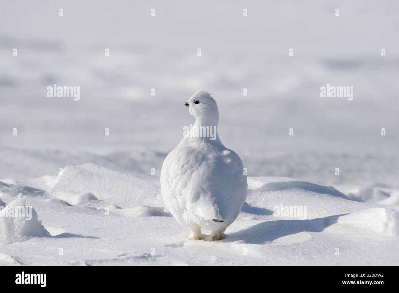 White Grouse, Lagopus lagopus. Arctic, Kolguev Island, Barents Sea ...