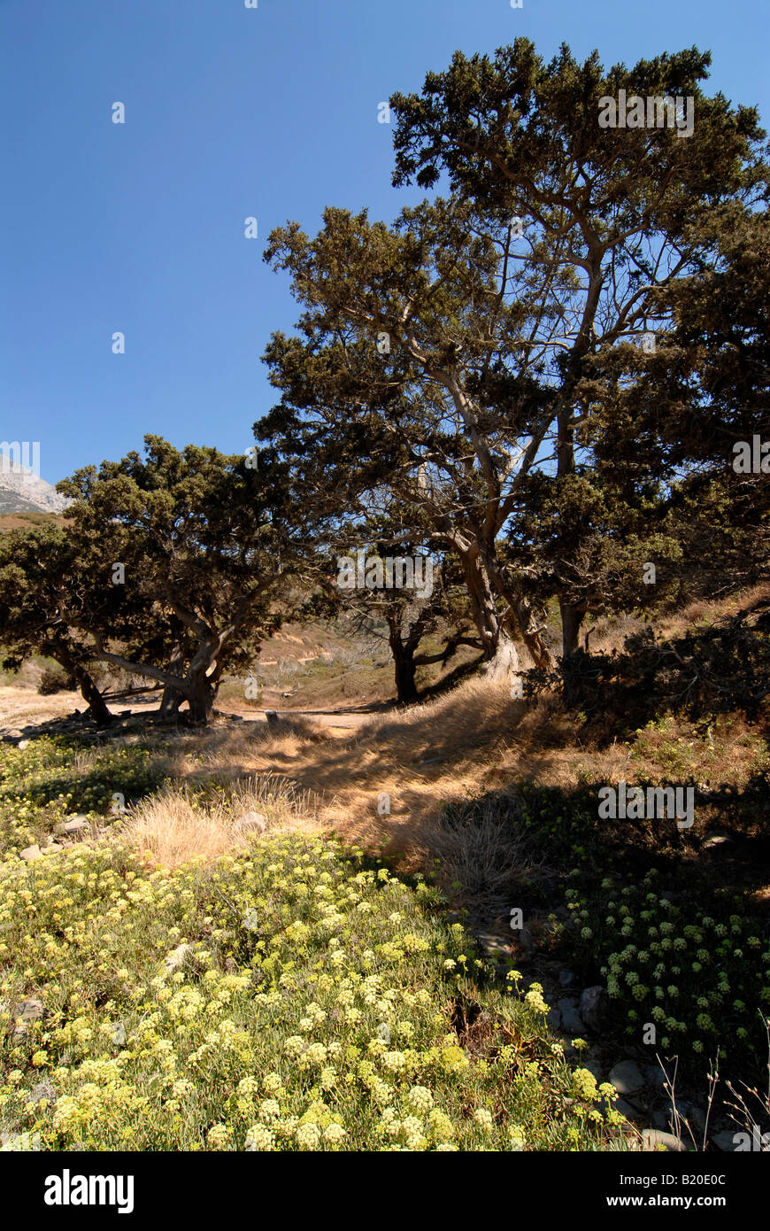 Trees standing on lonesome Kedros beach in the west of Samos island ...
