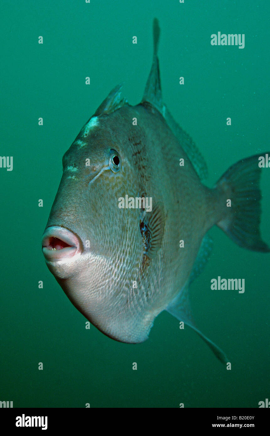Trigger fish hi-res stock photography and images - Alamy