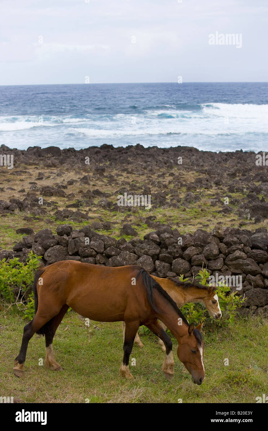 Wild horses on Easter Island Stock Photo - Alamy