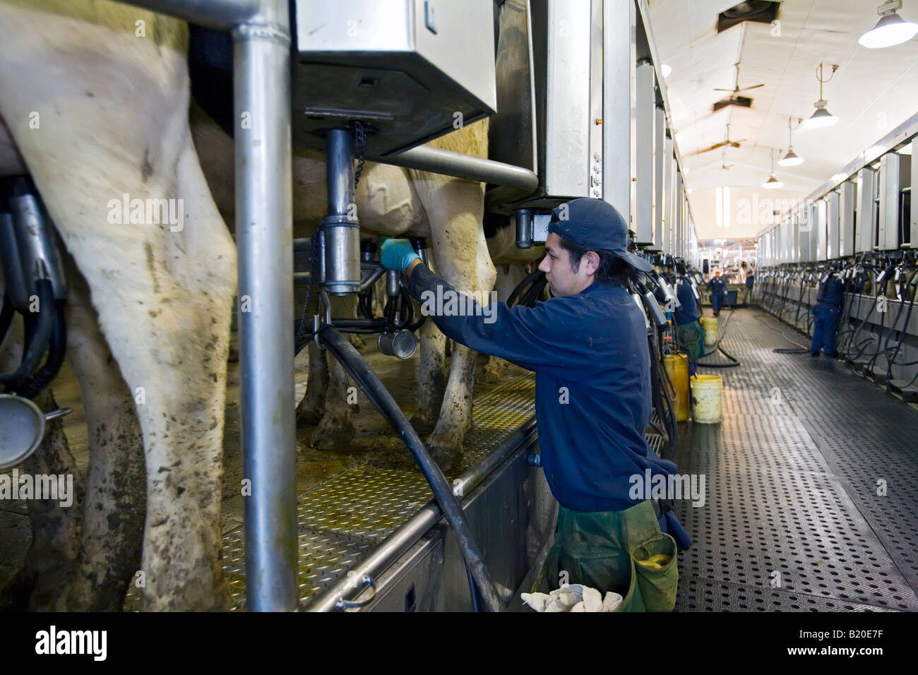 Dairy farm milking cows hi-res stock photography and images - Alamy