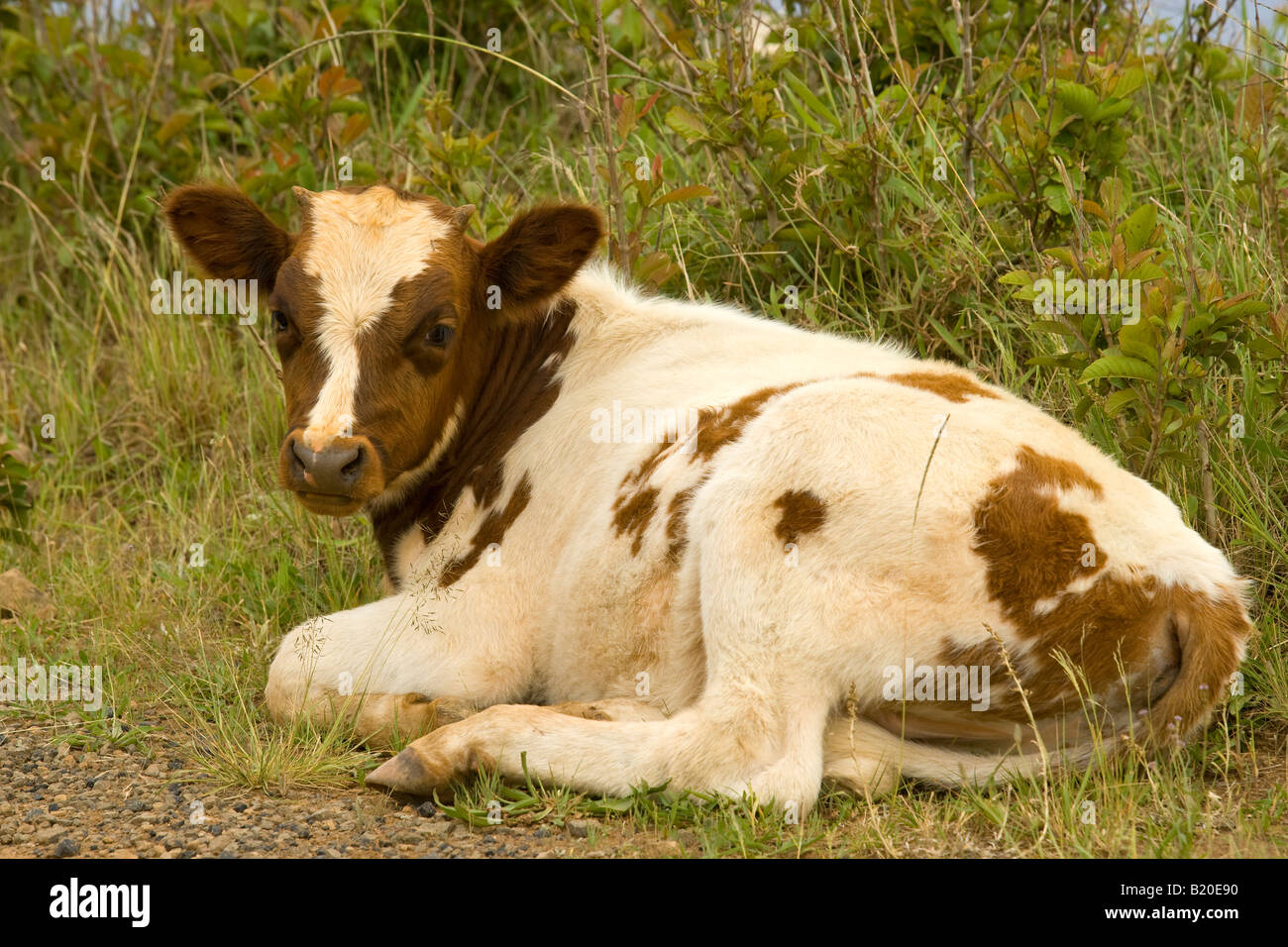 Cow on Easter Island Stock Photo - Alamy