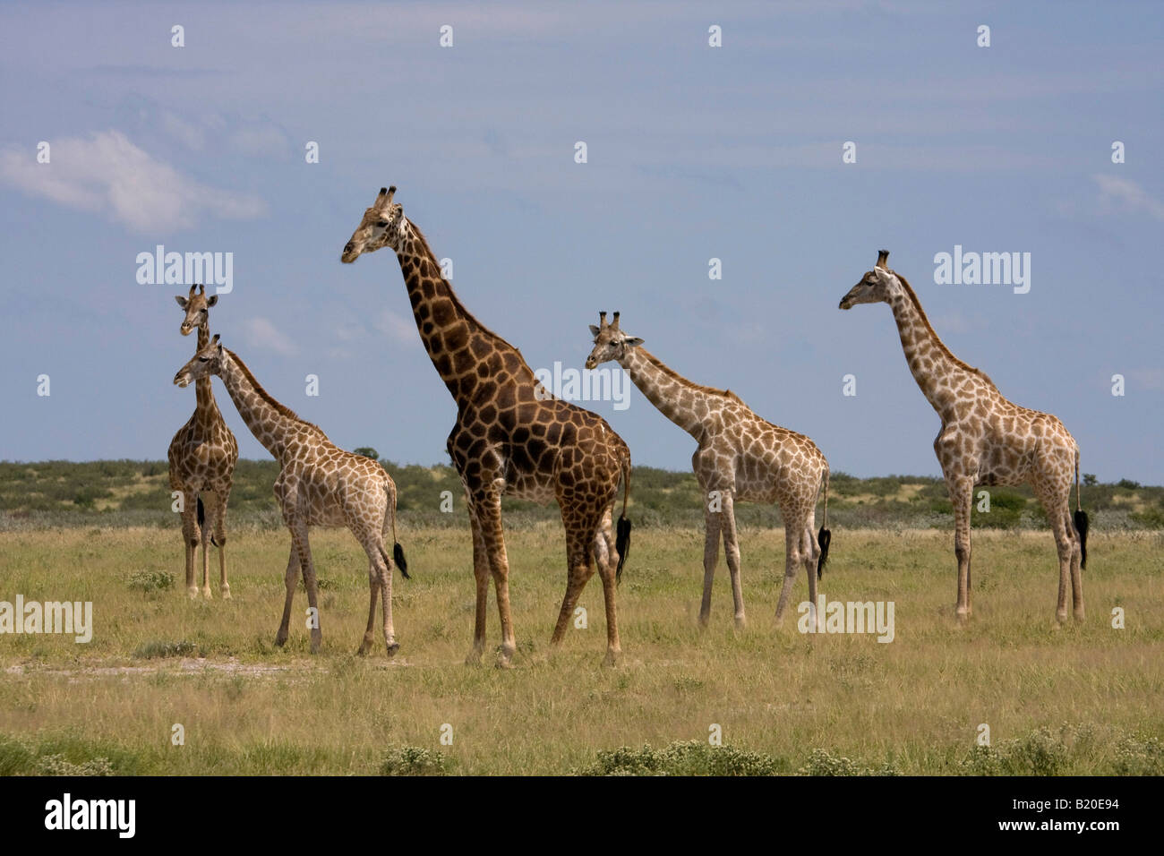 The darkest giraffe is the oldest and most dominant Stock Photo - Alamy