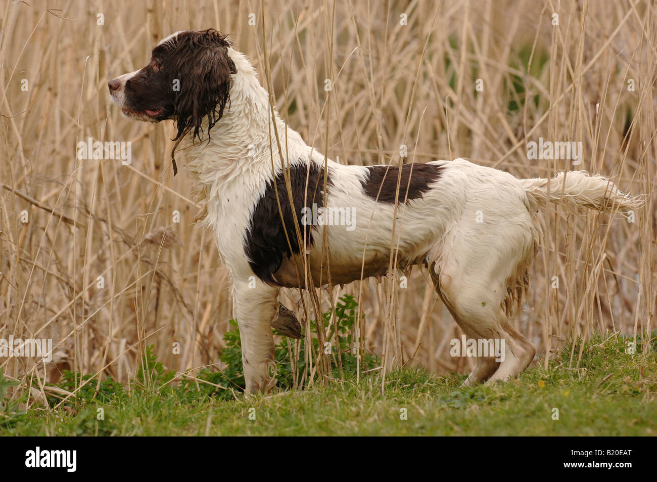 working springer spaniel on a shoot Stock Photo - Alamy