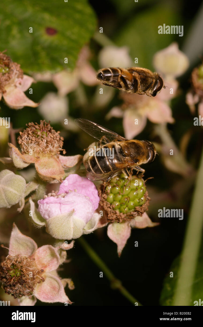 Square spot drone fly Eristalis nemorum Syrphidae male in hovering ...