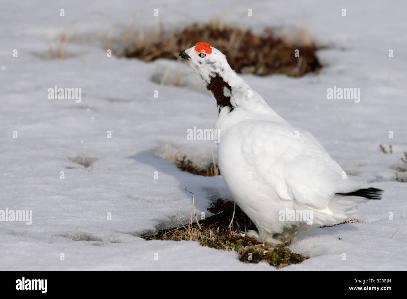 White Grouse, Lagopus lagopus. Arctic, Kolguev Island, Barents Sea ...