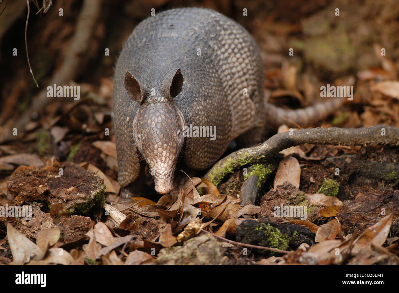 Nine banded armadillo Stock Photo - Alamy