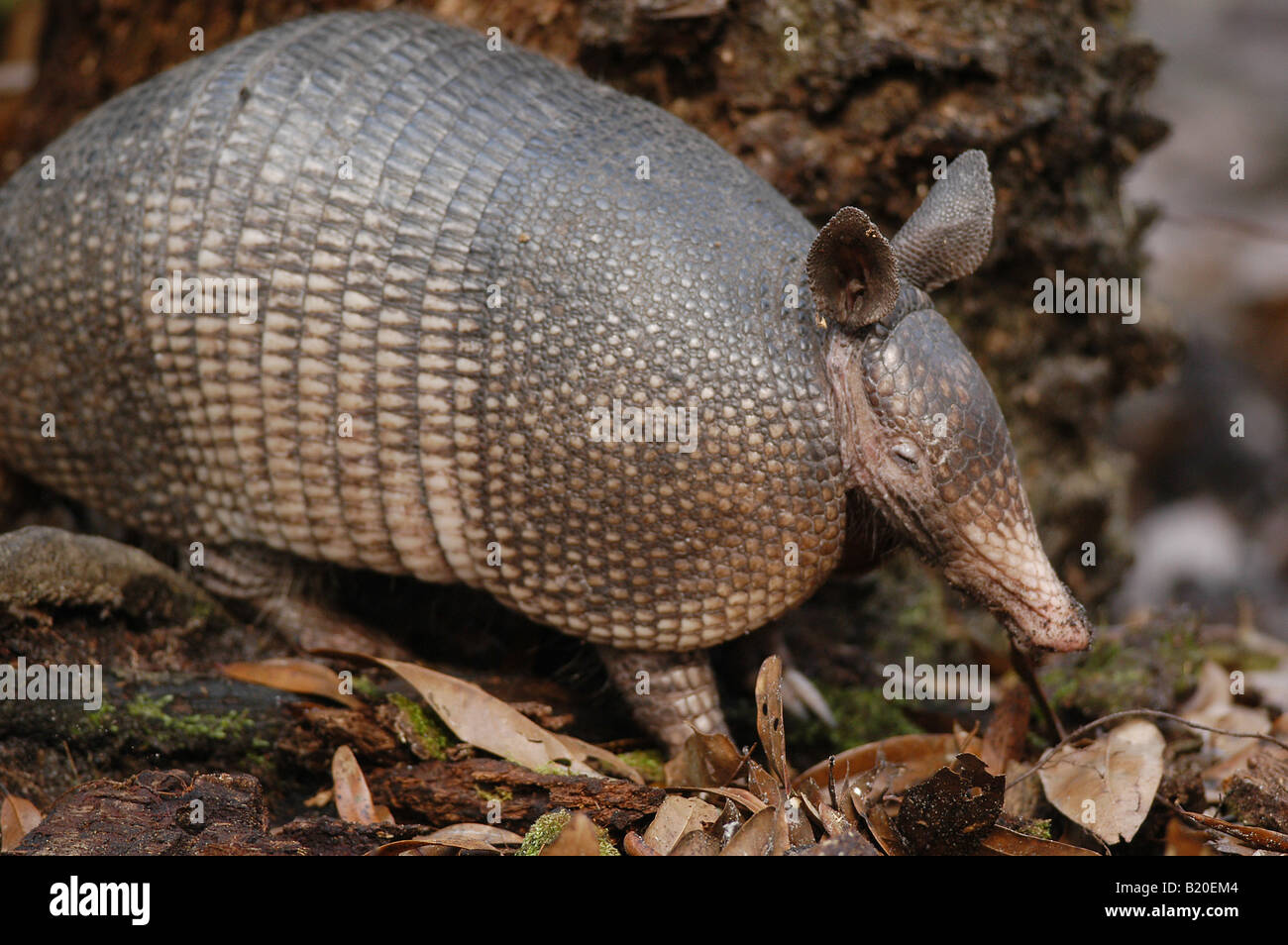 Nine banded armadillo Stock Photo - Alamy