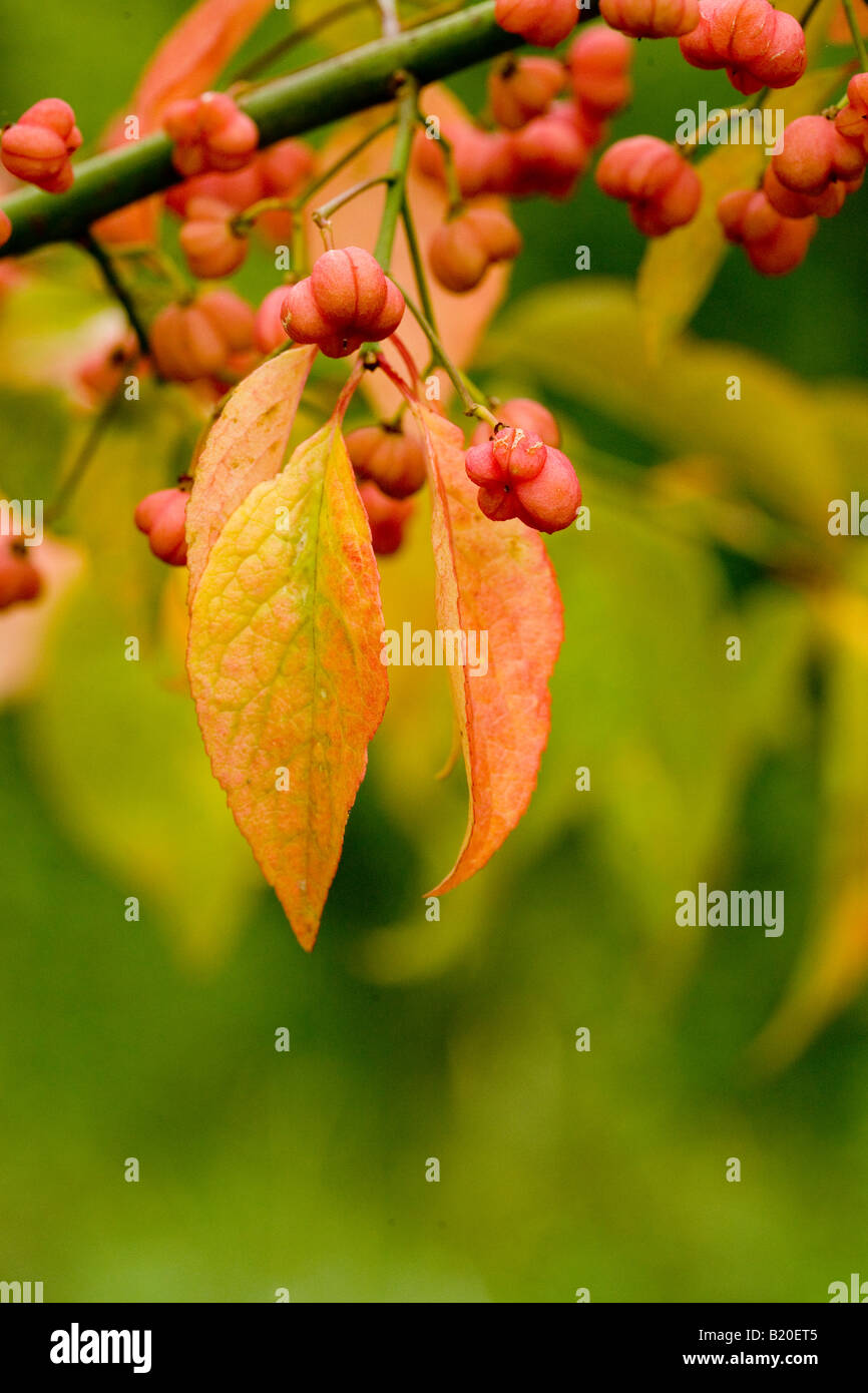 autumn leaves and red berries Stock Photo - Alamy
