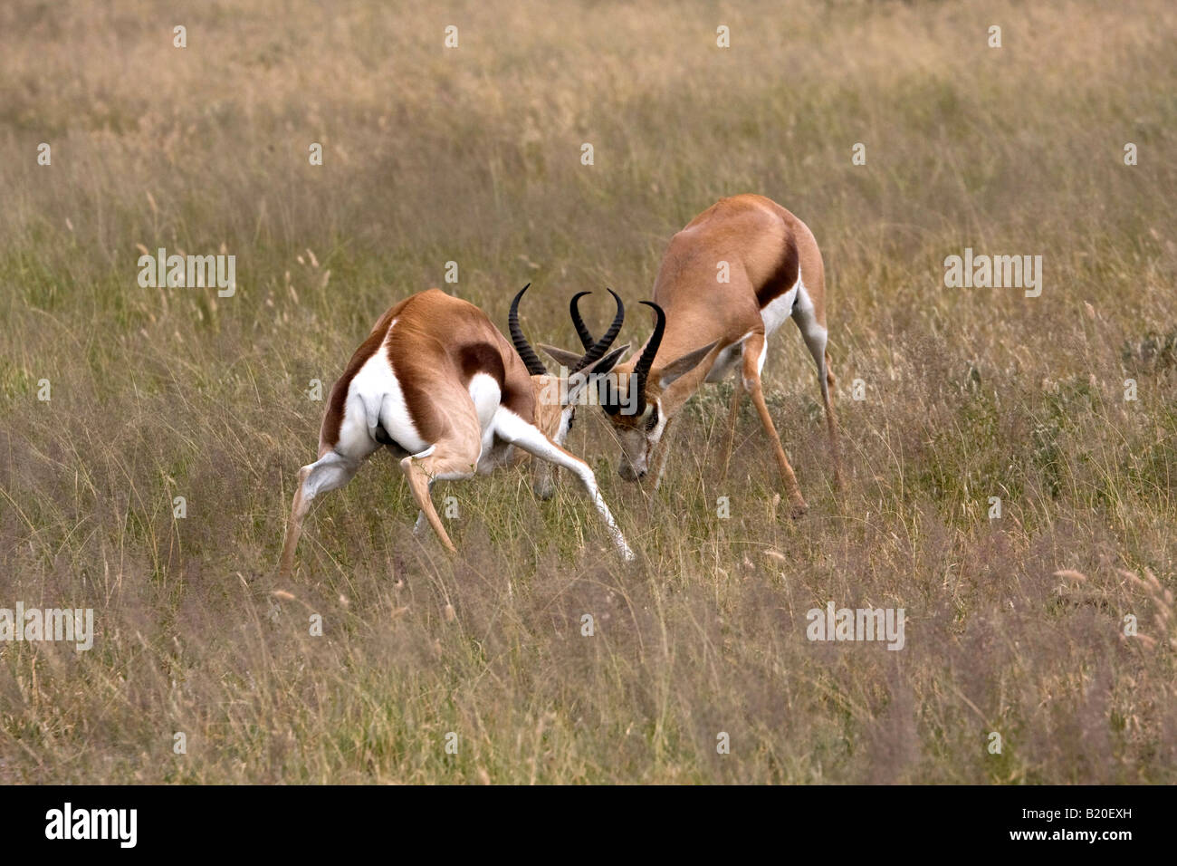 two springbok fighting Stock Photo - Alamy