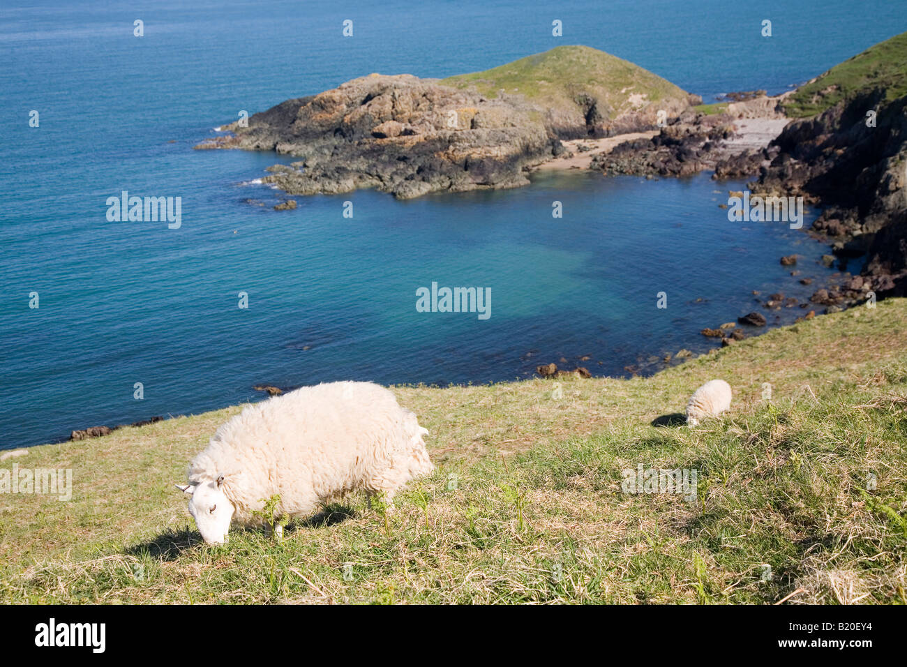 Edge of Wales coastal walk from Carrog Farm to Bryn Swynog Stock Photo ...