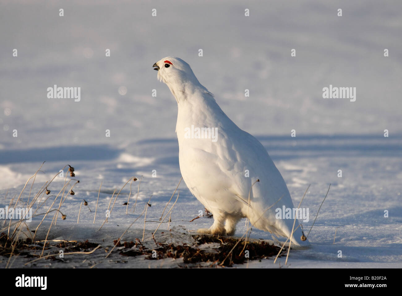 White Grouse, Lagopus lagopus. Arctic, Kolguev Island, Barents Sea ...