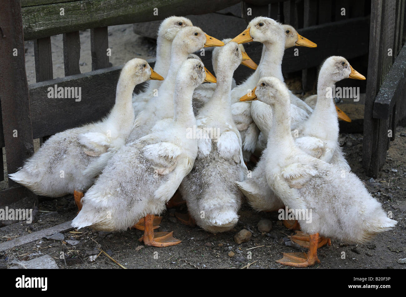 Bevy hi-res stock photography and images - Alamy