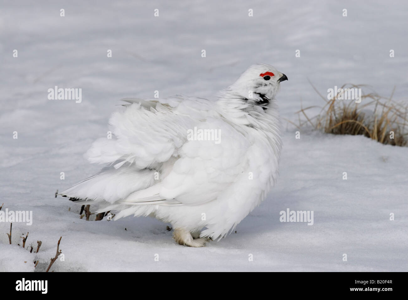 White Grouse, Lagopus lagopus. Arctic, Kolguev Island, Barents Sea ...