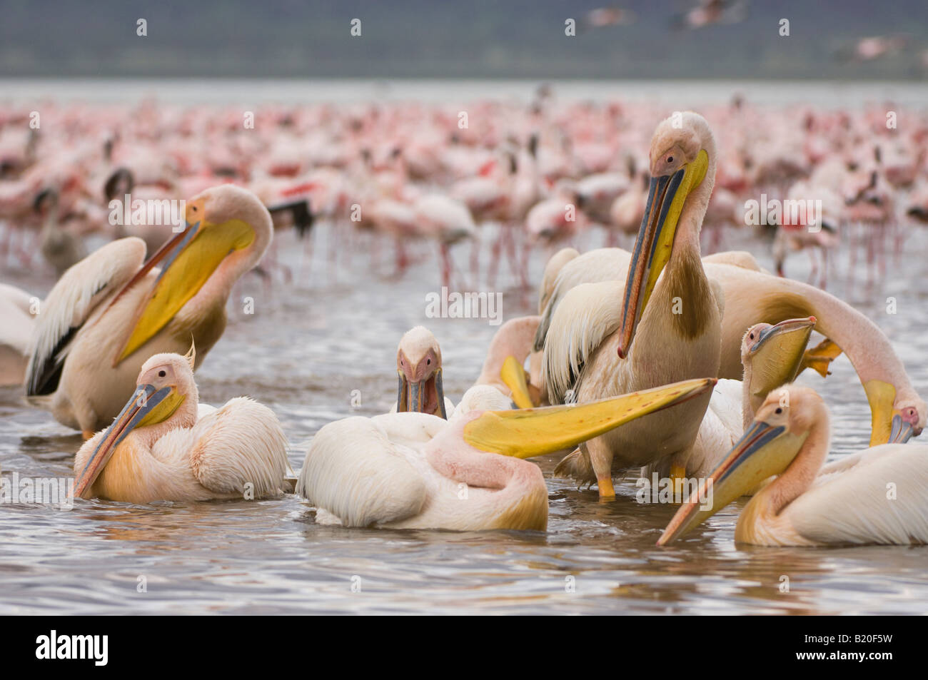 Great White Pelican, Kenya, Africa Stock Photo - Alamy
